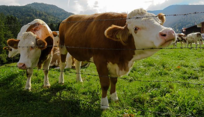 The Do's And Don'ts Of Handling Cattle - Farm Safely