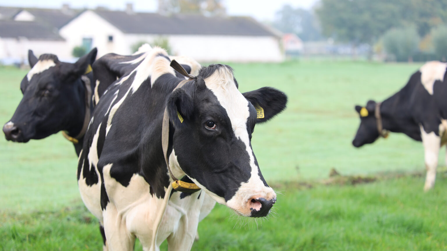 Project to Make Irish Dairy Farms Climate Neutral Wins €2m SFI Prize ...